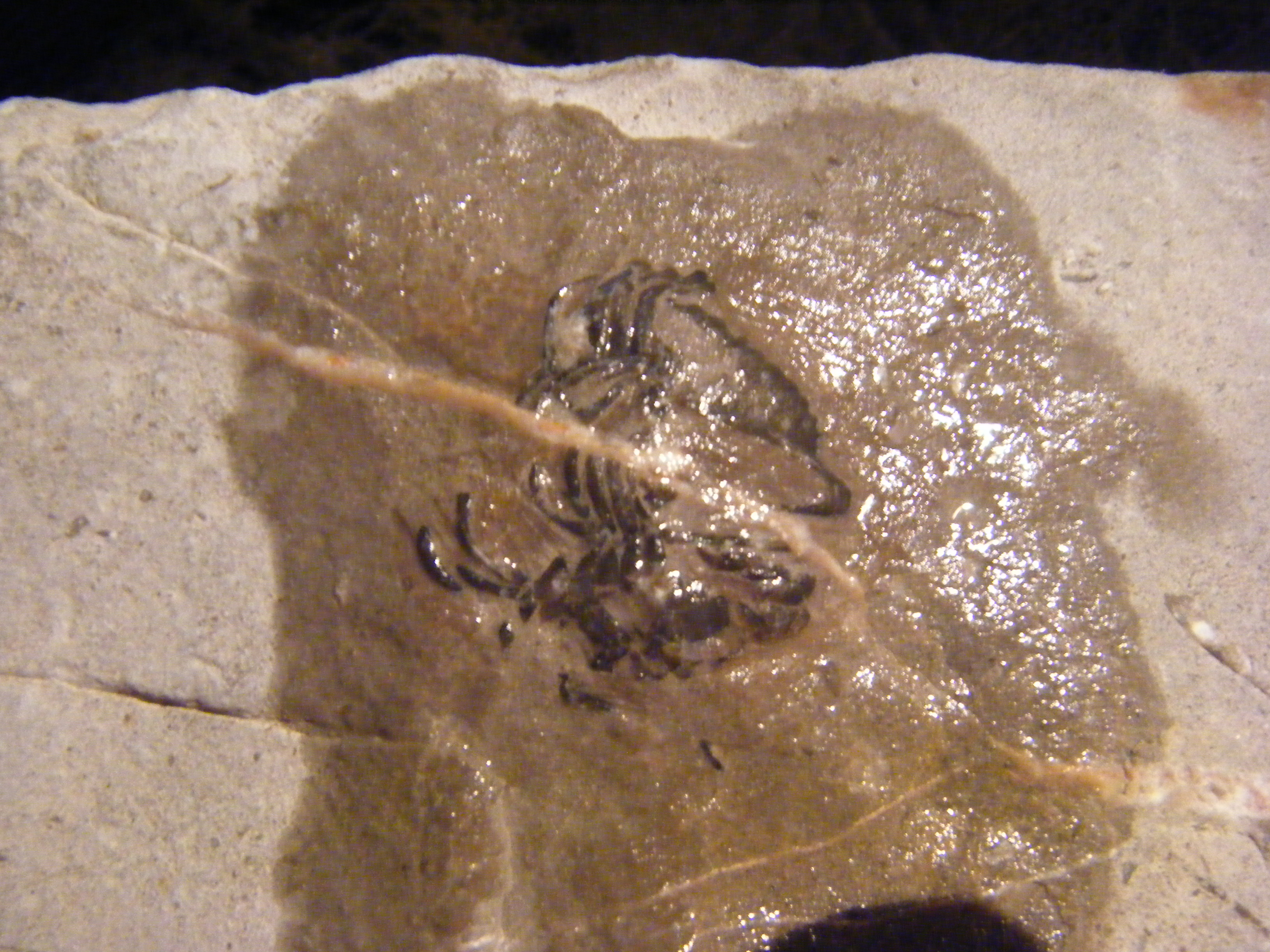 My Very First Fossil Find! - Fossil Hunting Trips - The Fossil Forum