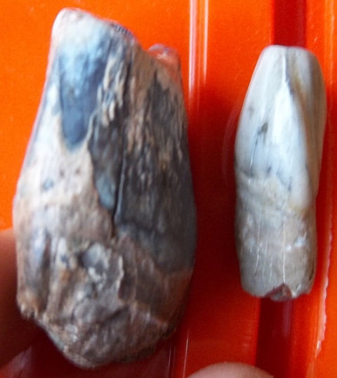 Help! Mysterious Molar - Fossil ID - The Fossil Forum