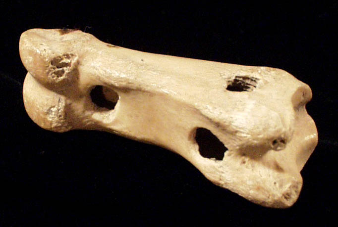 Greek Bone - Fossil ID - The Fossil Forum