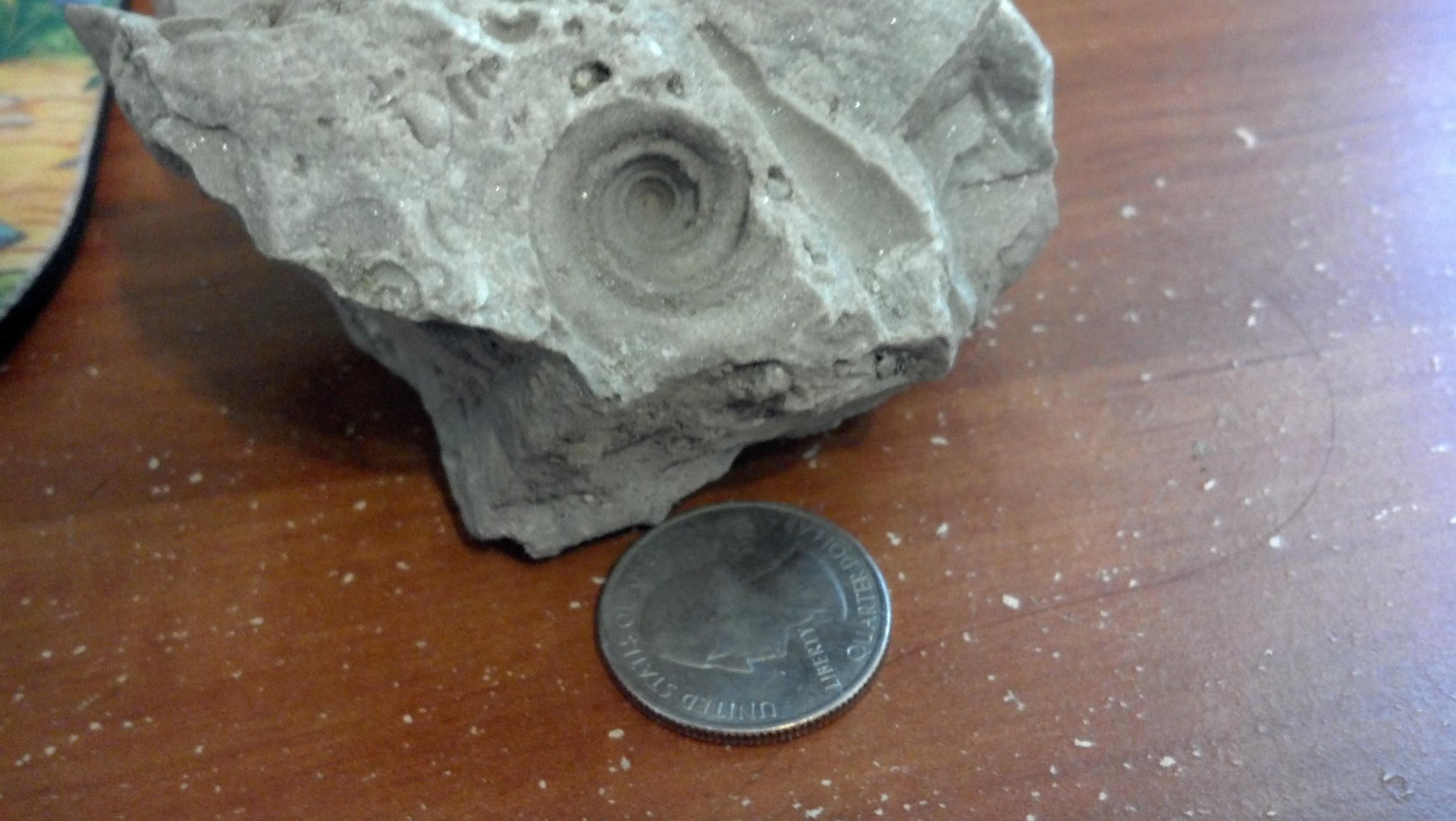 Few Fossils From A Local River - Fossil Hunting Trips - The Fossil Forum