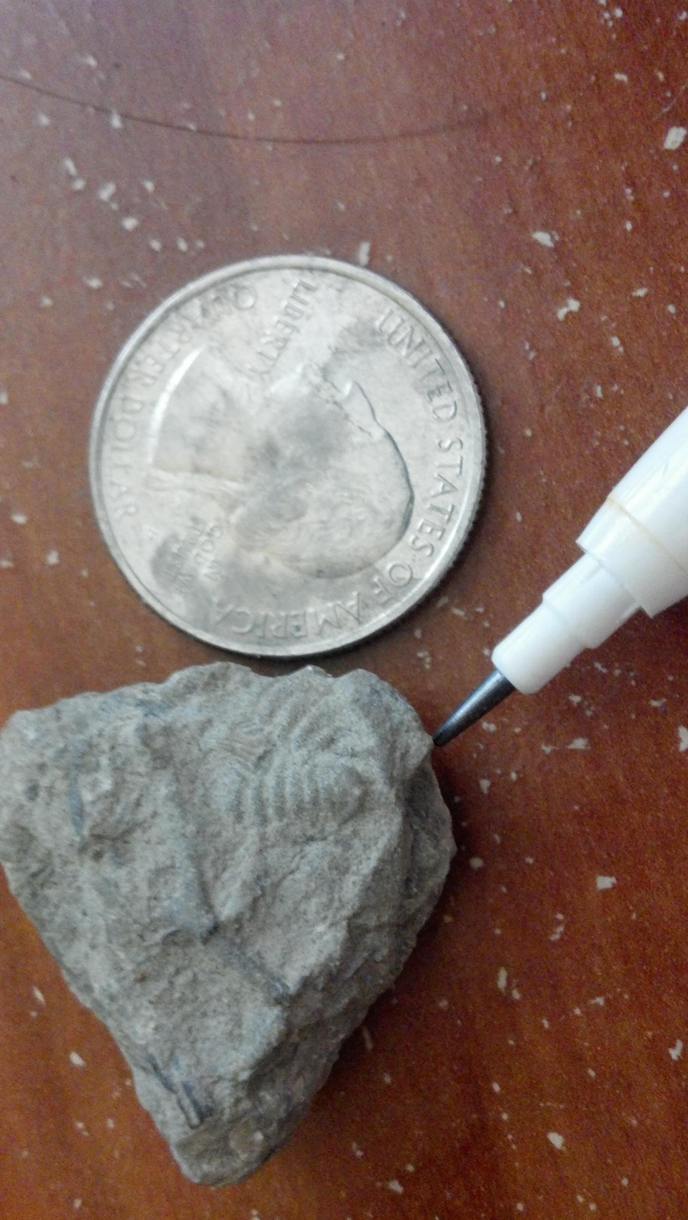 Few Fossils From A Local River - Fossil Hunting Trips - The Fossil Forum