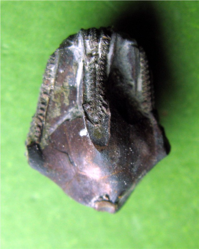 Devonian Blastoid/crinoid New York - Fossil ID - The Fossil Forum