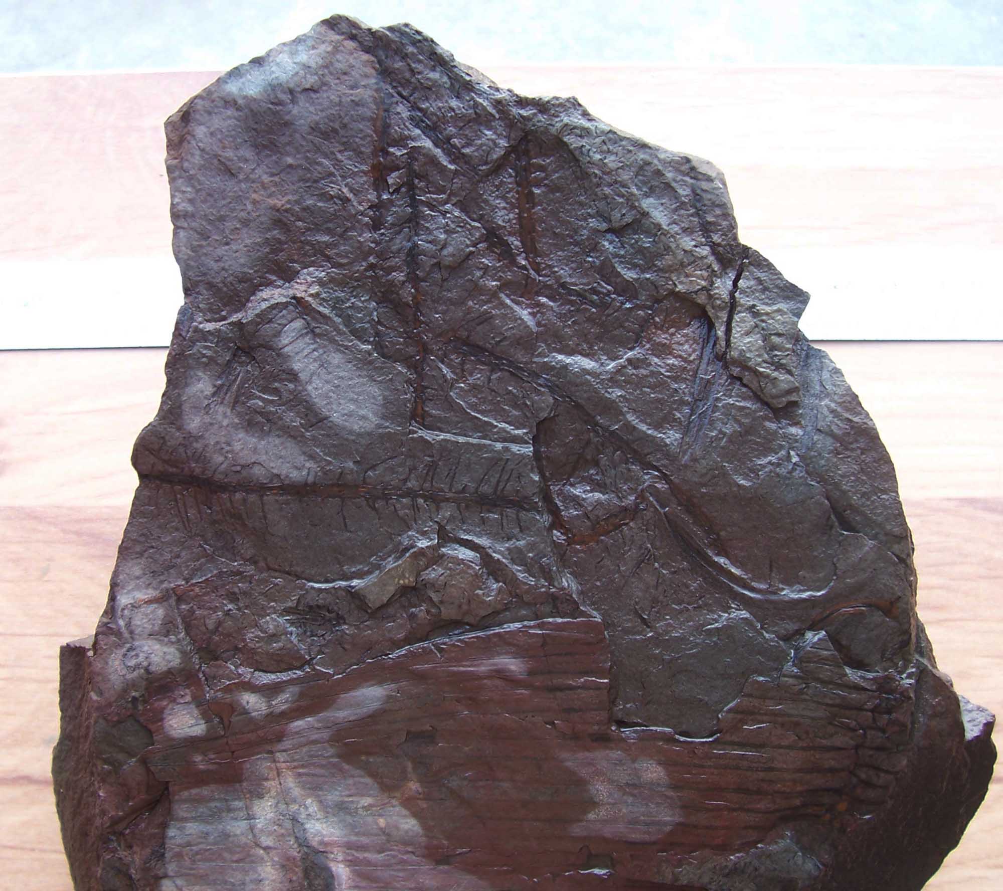 Calamites: Stems, Leaves, Rhizomes - Fossil Hunting Trips - The Fossil ...