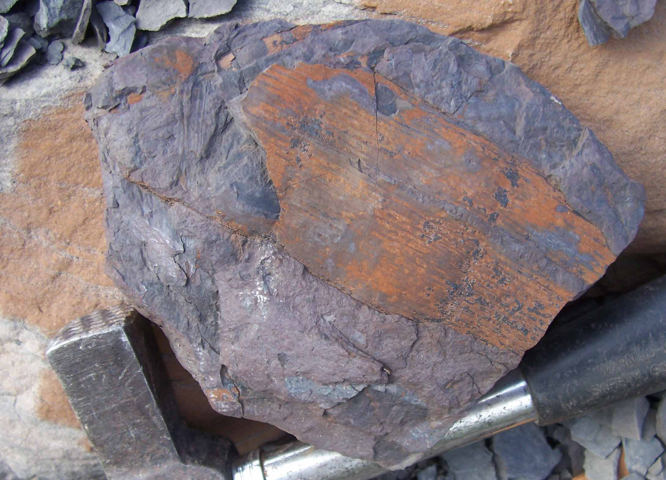 Calamites: Stems, Leaves, Rhizomes - Fossil Hunting Trips - The Fossil ...