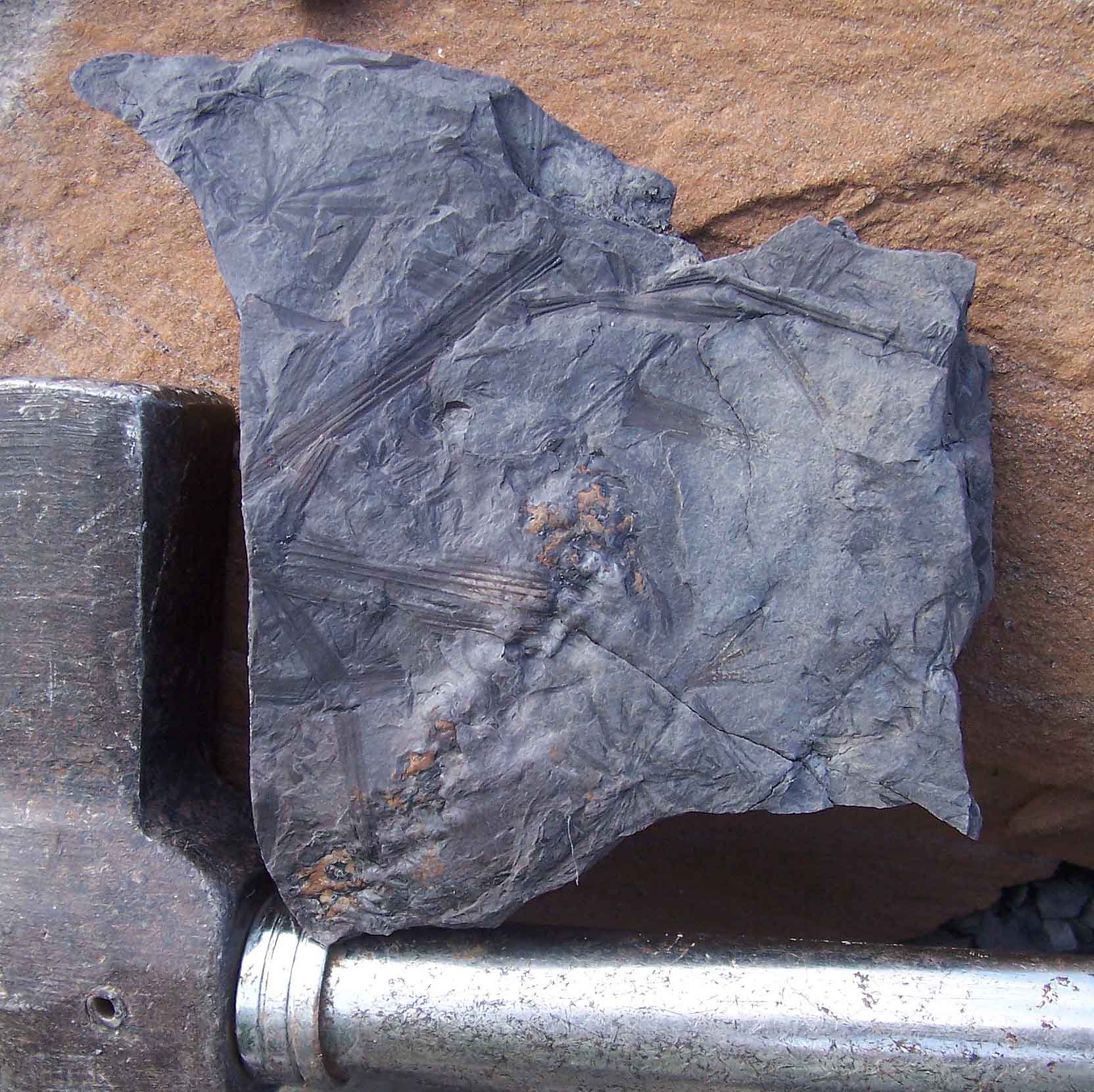 Calamites: Stems, Leaves, Rhizomes - Fossil Hunting Trips - The Fossil ...