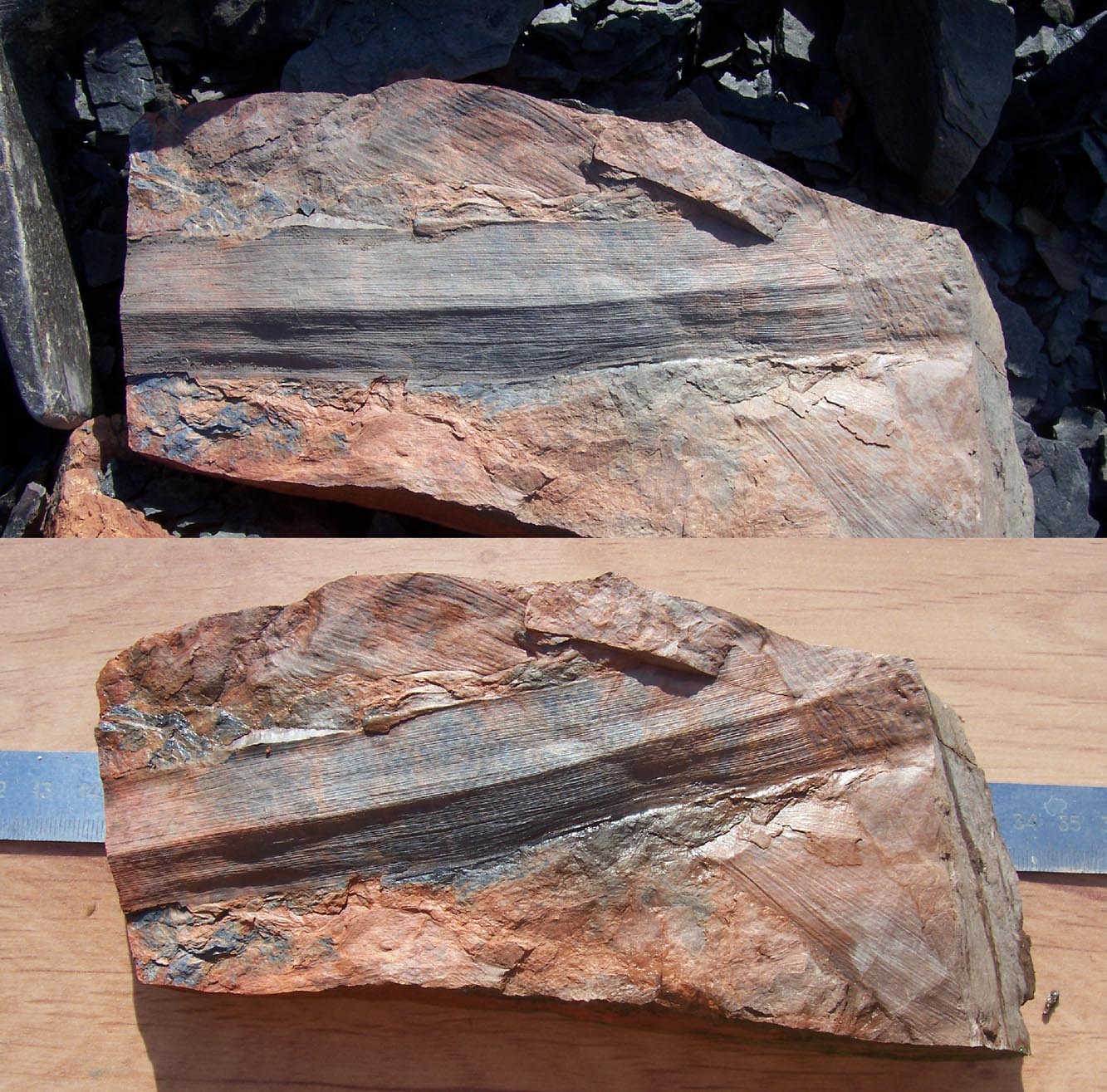 Big Calamites Stem - Fossil Hunting Trips - The Fossil Forum
