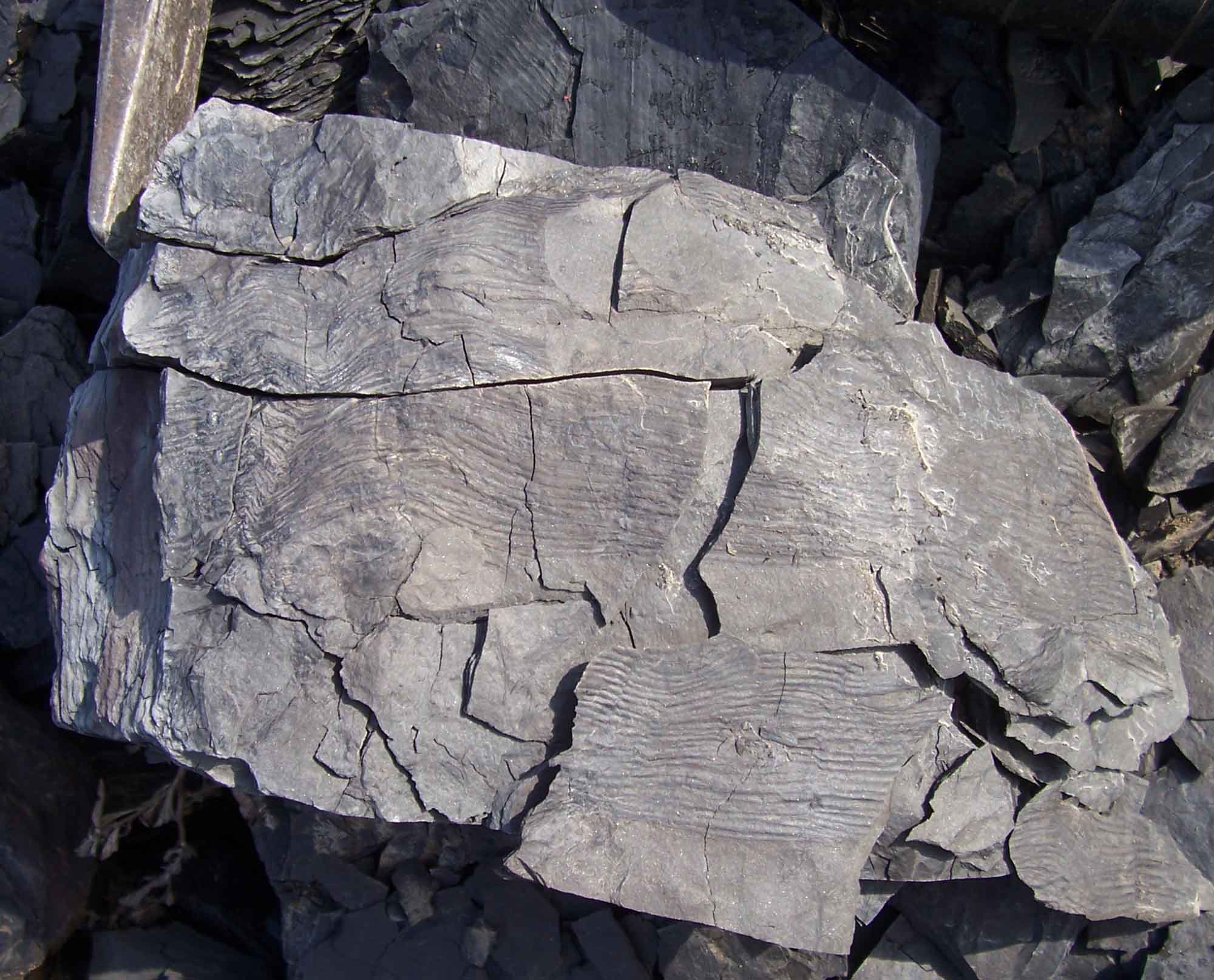 Calamites: Stems, Leaves, Rhizomes - Fossil Hunting Trips - The Fossil ...