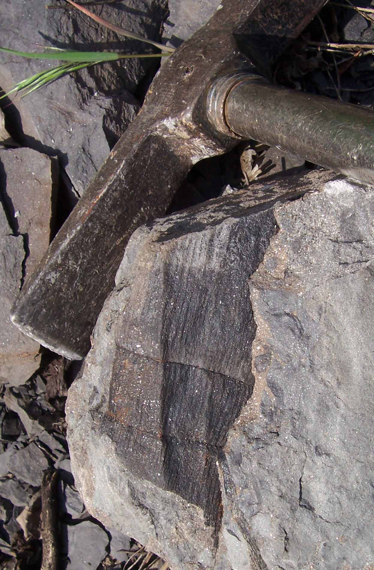 Calamites: Stems, Leaves, Rhizomes - Fossil Hunting Trips - The Fossil ...