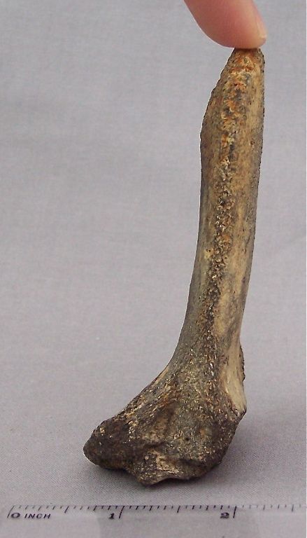 Calvert, Md Choptank Formation Vertebrae # 3? - Fossil ID - The Fossil ...