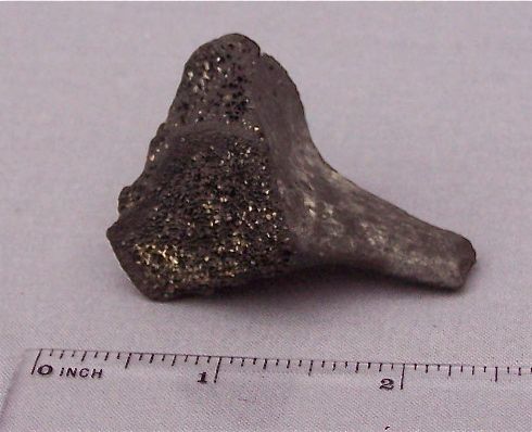 Calvert, Md Choptank Formation Vertebrae # 2? - Fossil ID - The Fossil ...
