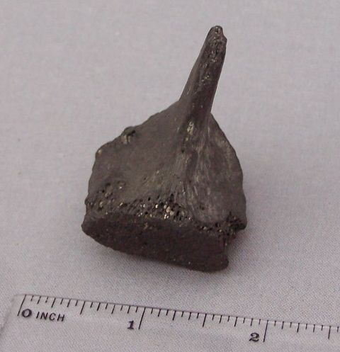 Calvert, Md Choptank Formation Vertebrae # 2? - Fossil ID - The Fossil ...