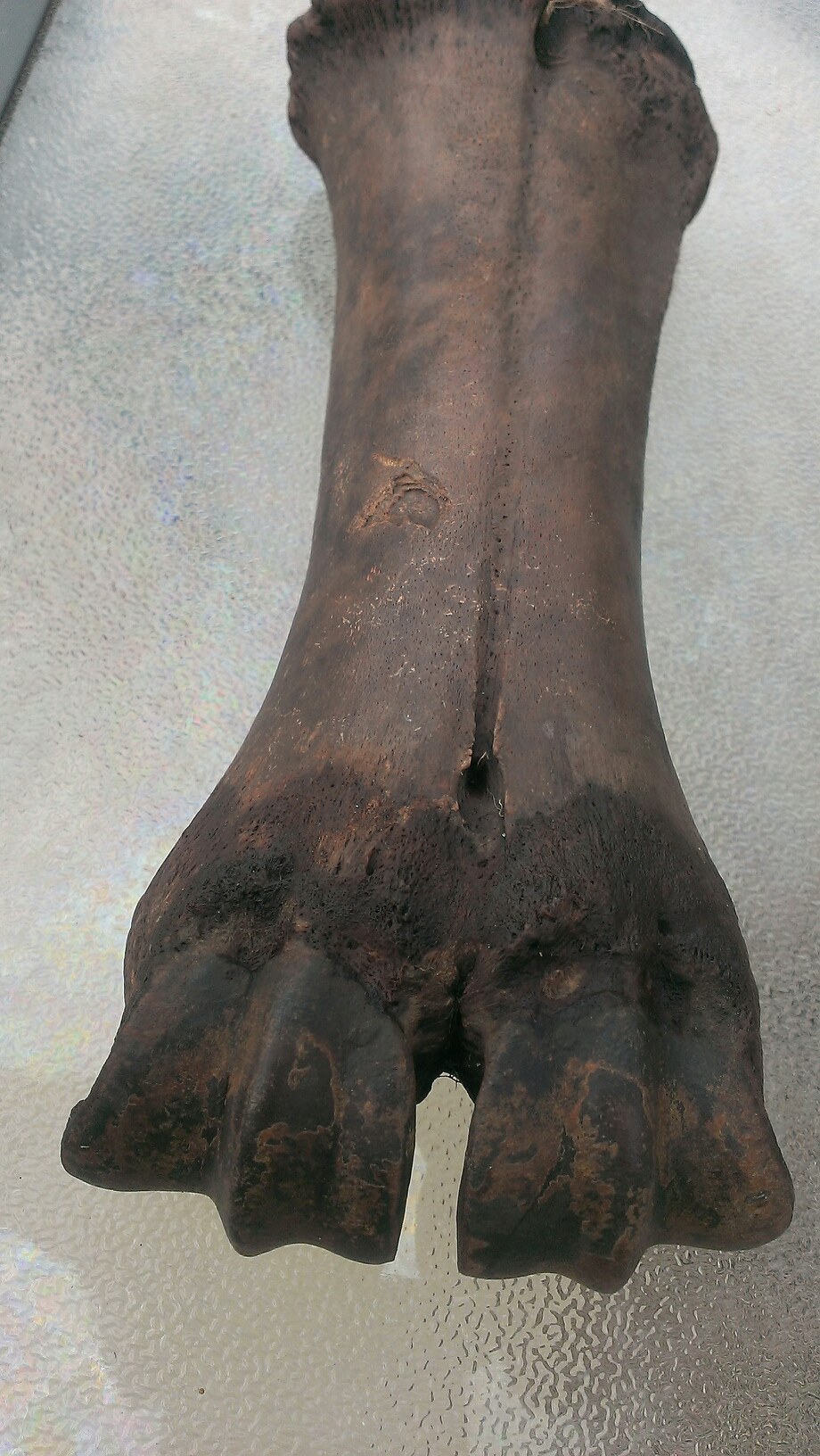 Please Help Me Identify - Fossil ID - The Fossil Forum