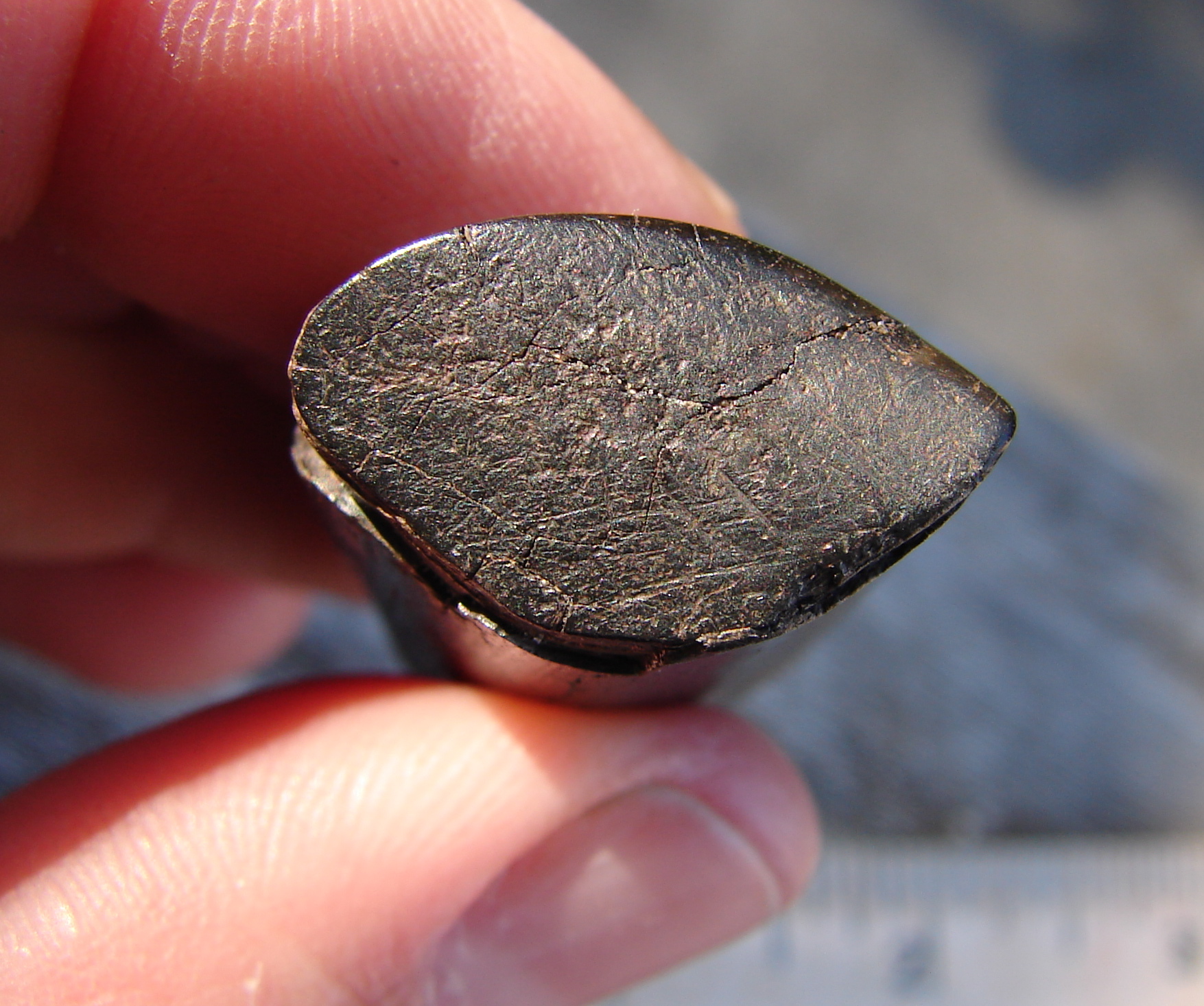 Giant Armadillo Tooth? - Fossil ID - The Fossil Forum