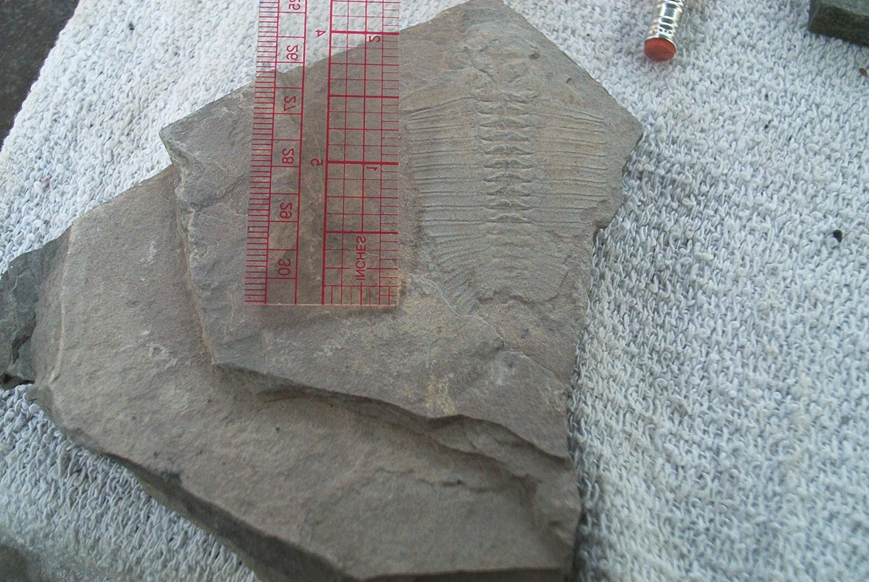 A Few Pics From you-Dig - Fossil Hunting Trips - The Fossil Forum