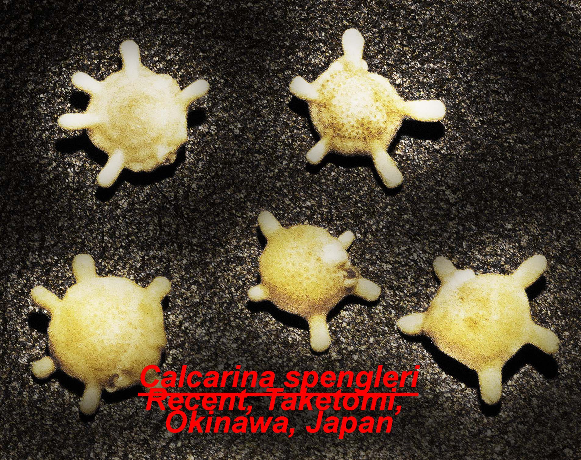 Star Sands - Micro-paleontology - The Fossil Forum