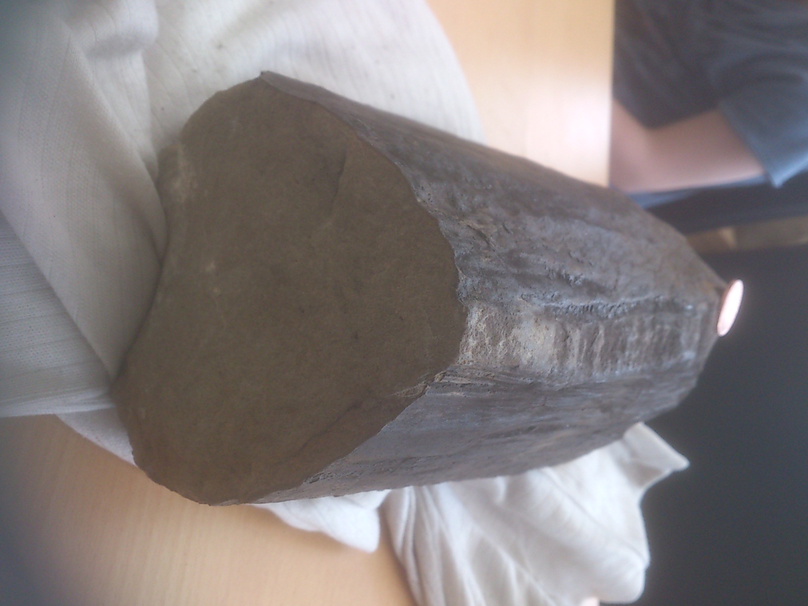 Tree, Bark, Identification? - Fossil ID - The Fossil Forum