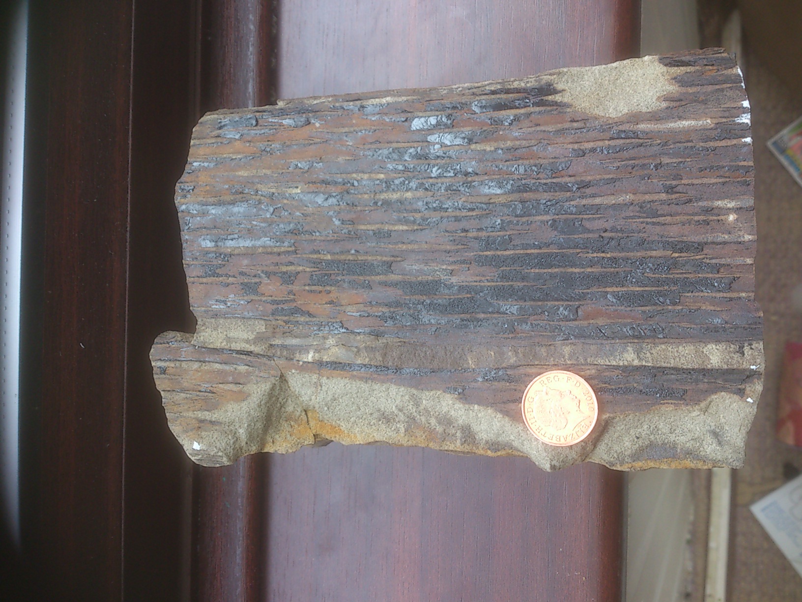 Tree, Bark, Identification? - Fossil ID - The Fossil Forum