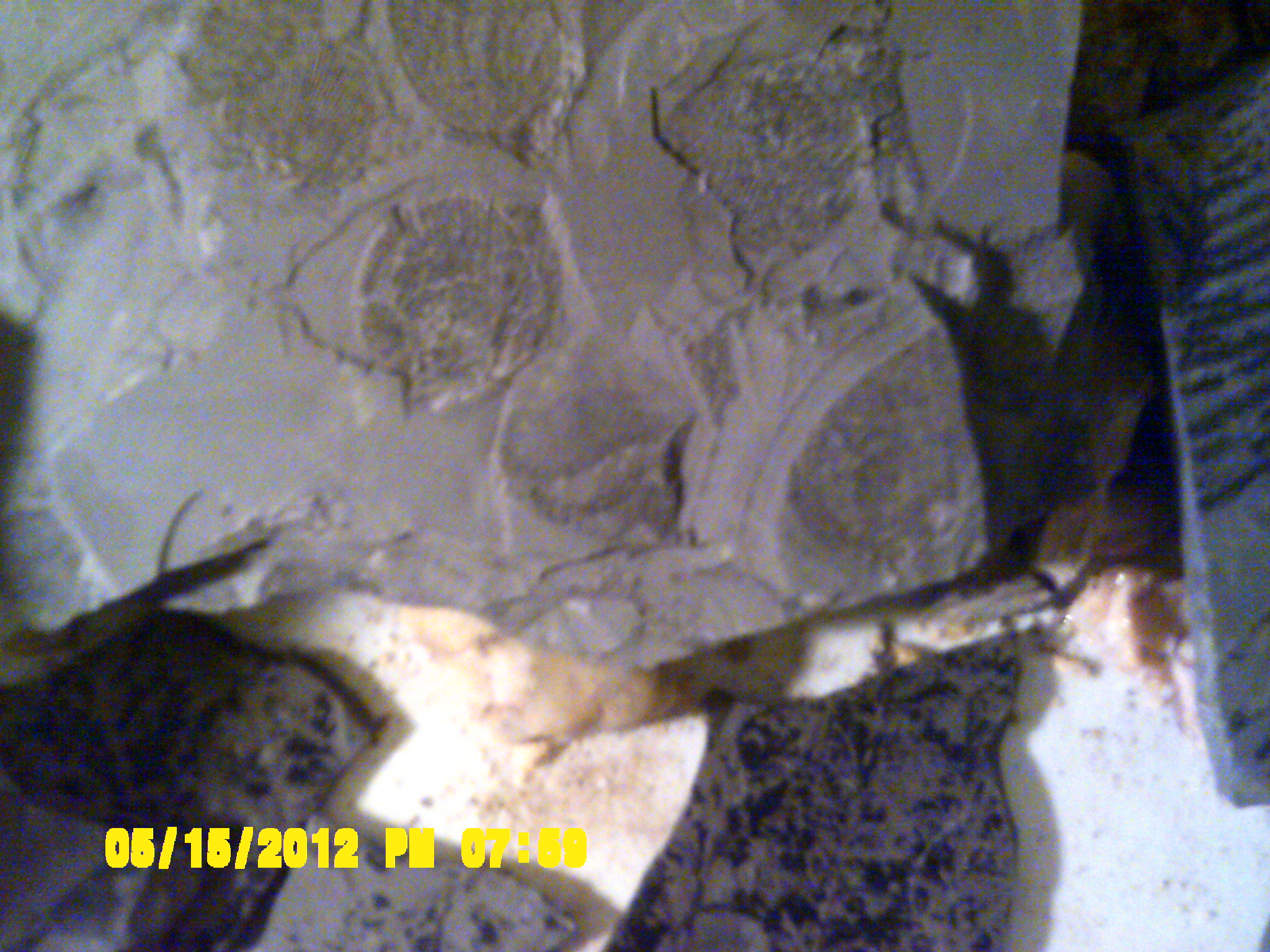 Firstitme At Kinney Brick Quarry New Mexico - Fossil Hunting Trips ...