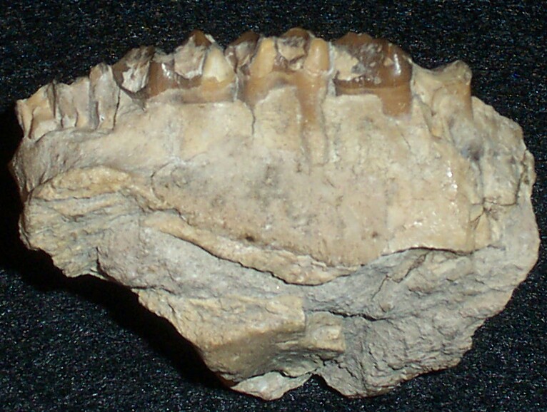 Fossil Teeth In Jaw - Fossil ID - The Fossil Forum