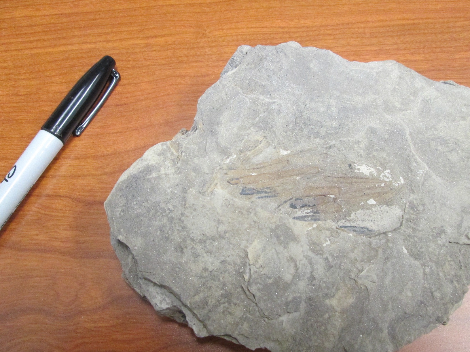 Id Help... Maybe A Seed Pod? - Fossil ID - The Fossil Forum