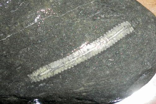 Annelid Fossil? - Fossil ID - The Fossil Forum