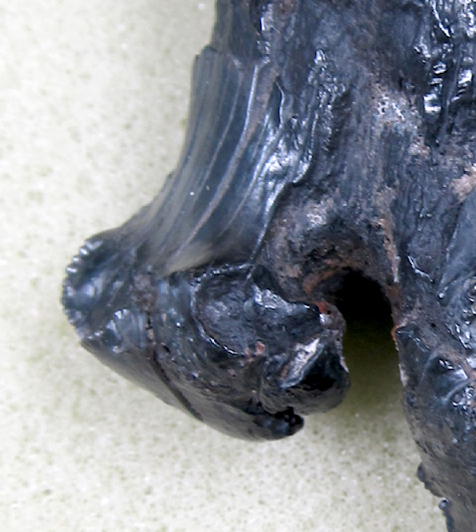 Cool Deformed Meg Found Tuesday - Fossil Hunting Trips - The Fossil Forum