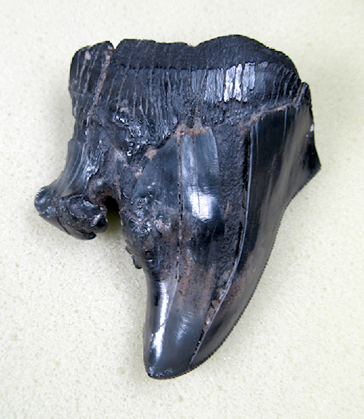 Cool Deformed Meg Found Tuesday - Fossil Hunting Trips - The Fossil Forum