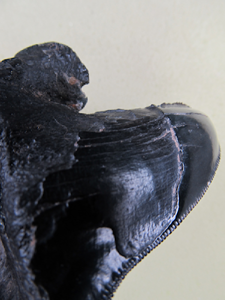 Cool Deformed Meg Found Tuesday - Fossil Hunting Trips - The Fossil Forum