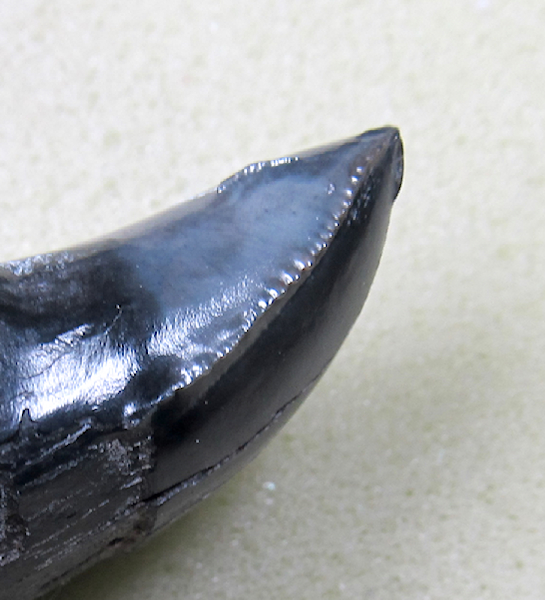 Cool Deformed Meg Found Tuesday - Fossil Hunting Trips - The Fossil Forum