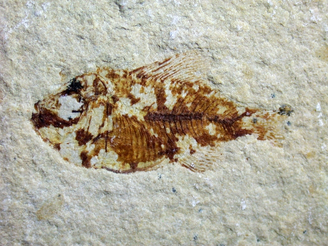 Small Lebanon Fish Fossil - Fossil ID - The Fossil Forum