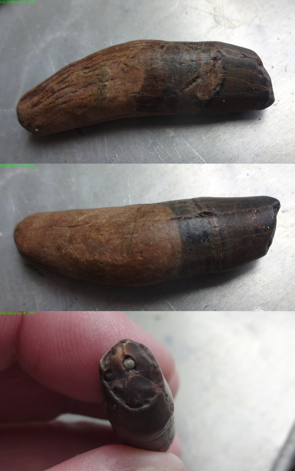 Two Odd Fossils - Fossil ID - The Fossil Forum