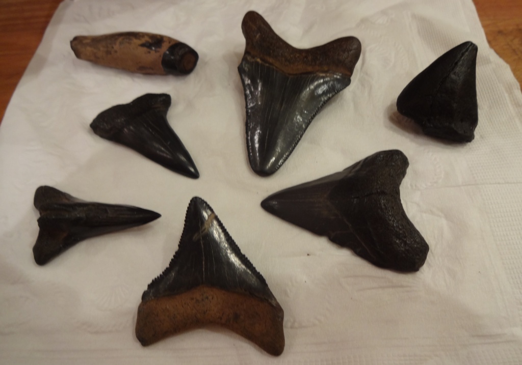 Two Odd Fossils - Fossil ID - The Fossil Forum