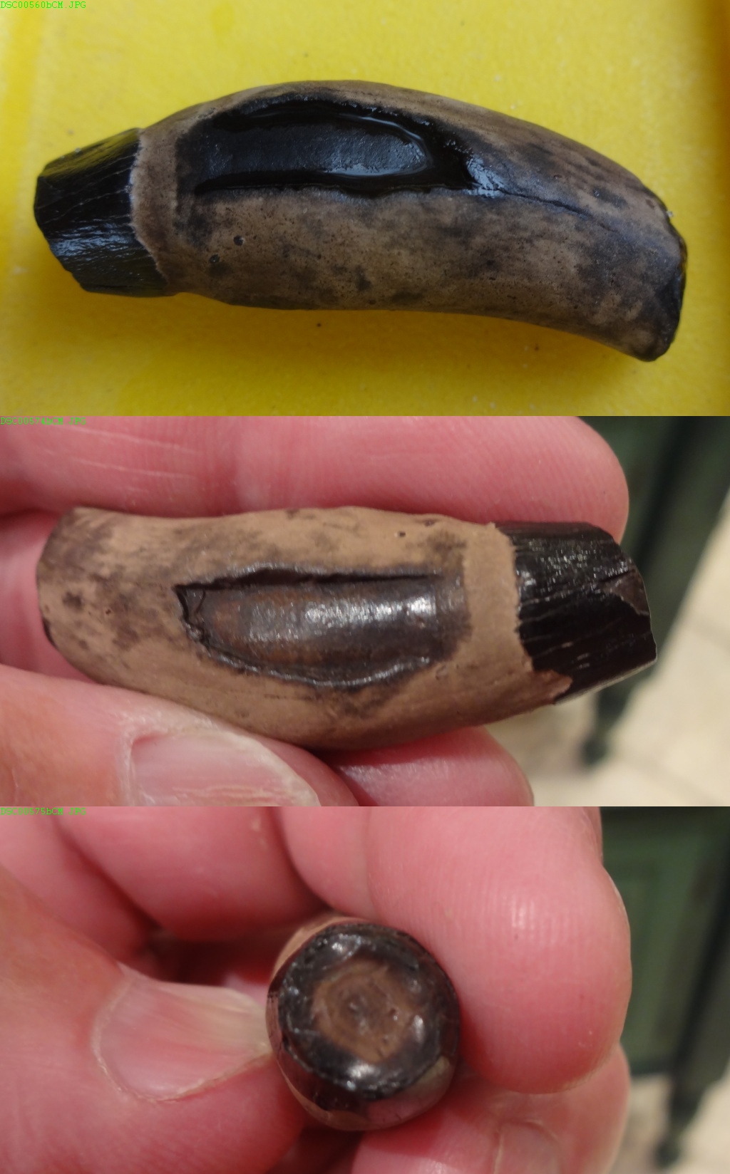 Two Odd Fossils - Fossil ID - The Fossil Forum