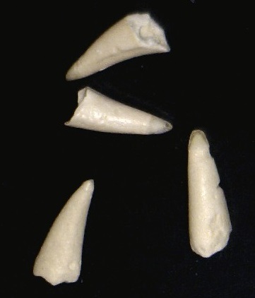 Shark, Ray, Fish And Other Micros From Hallencourt France - Fossil ...