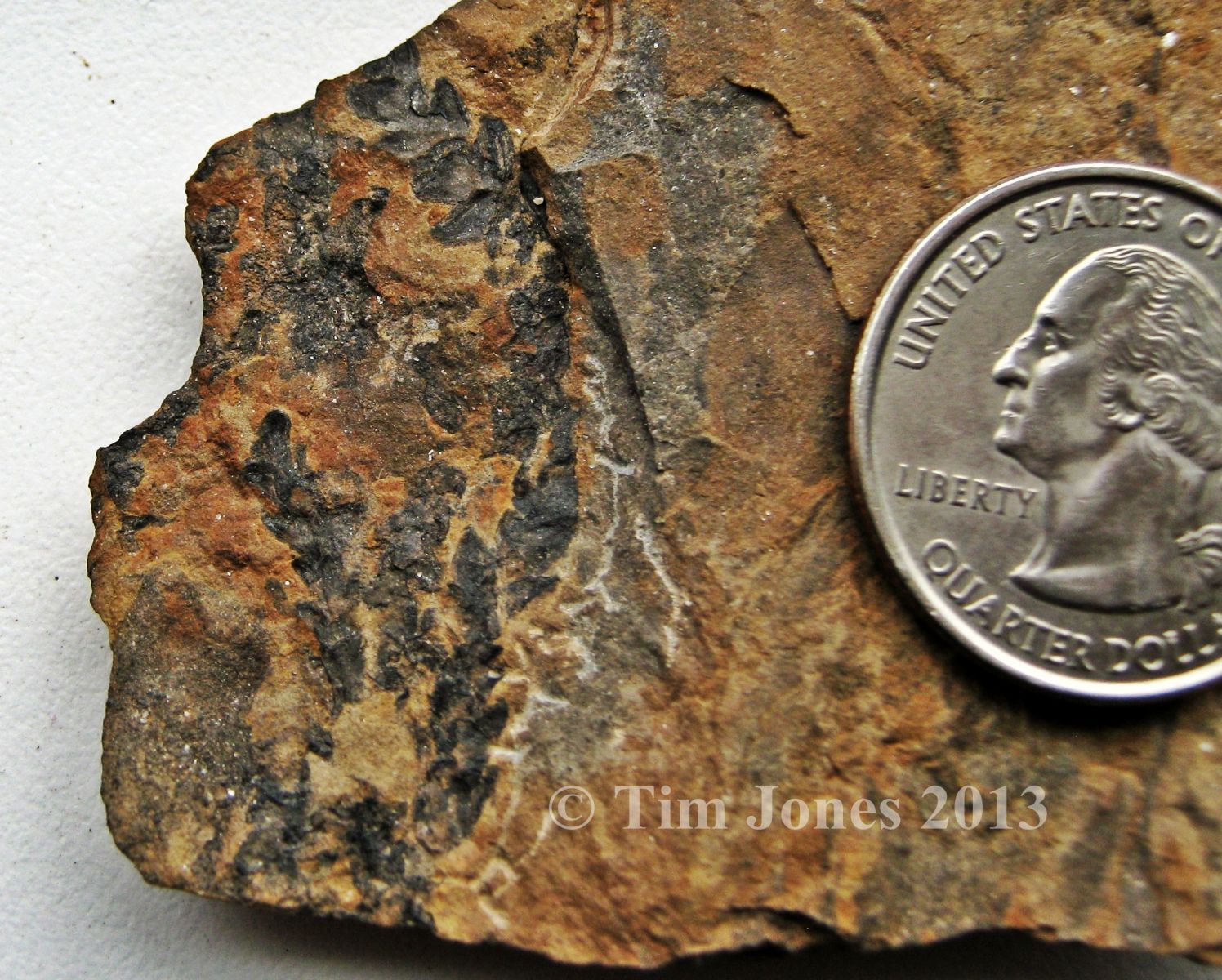 Recent Early Jurassic Conifer Finds - Fossil Hunting Trips - The Fossil ...