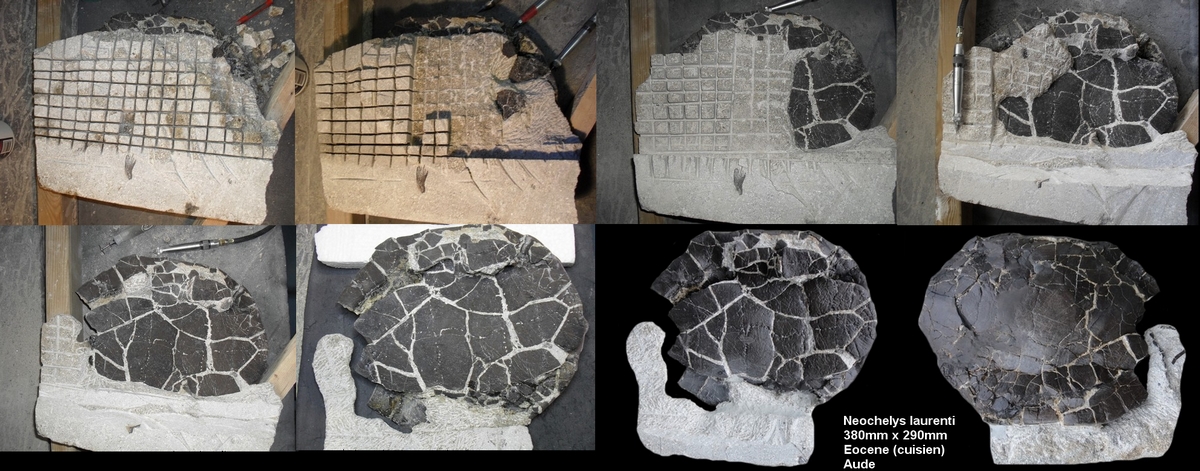 French Eocene Turtle - Fossil Preparation - The Fossil Forum
