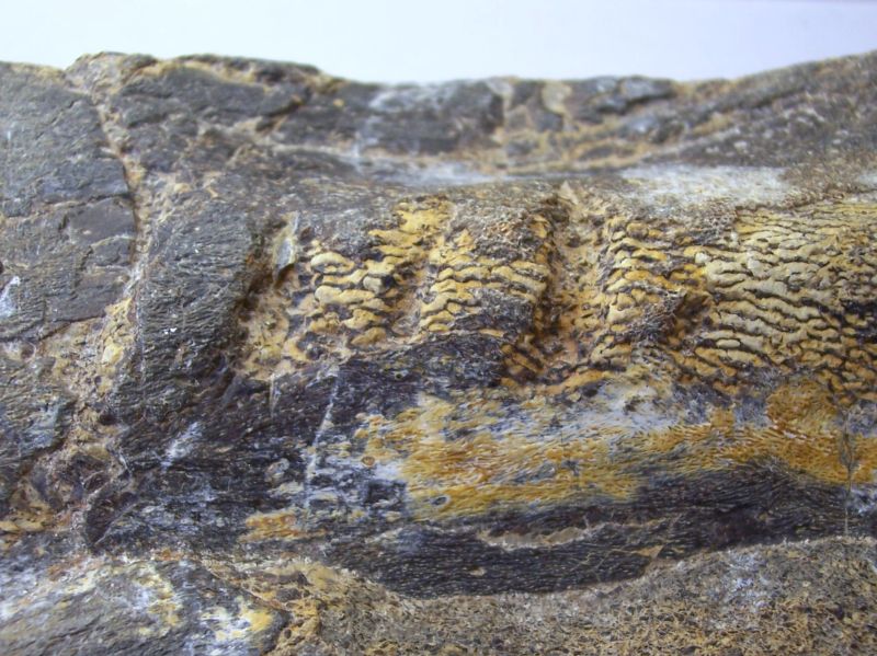 Cretaceous Bone - Fossil ID - The Fossil Forum