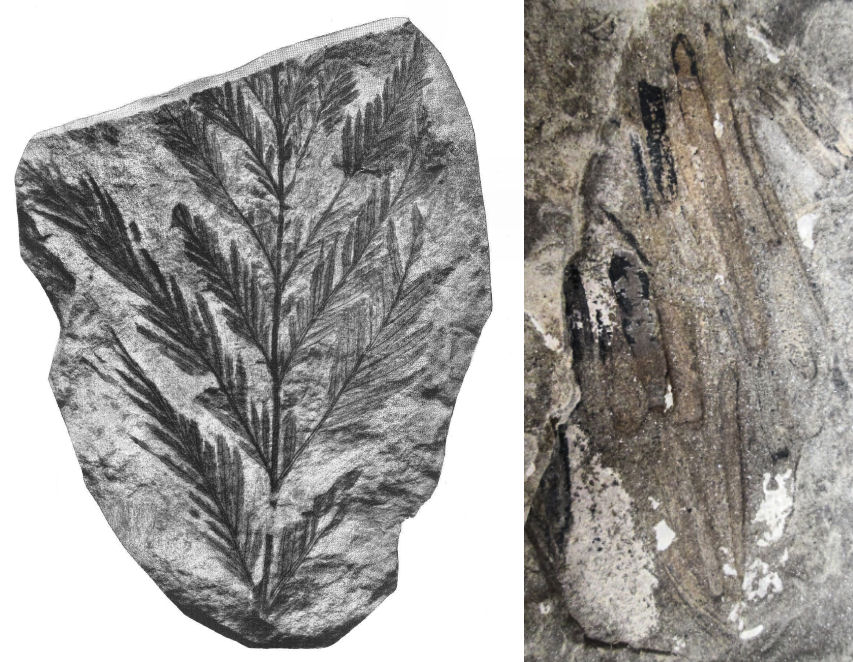 Id Help... Maybe A Seed Pod? - Fossil ID - The Fossil Forum
