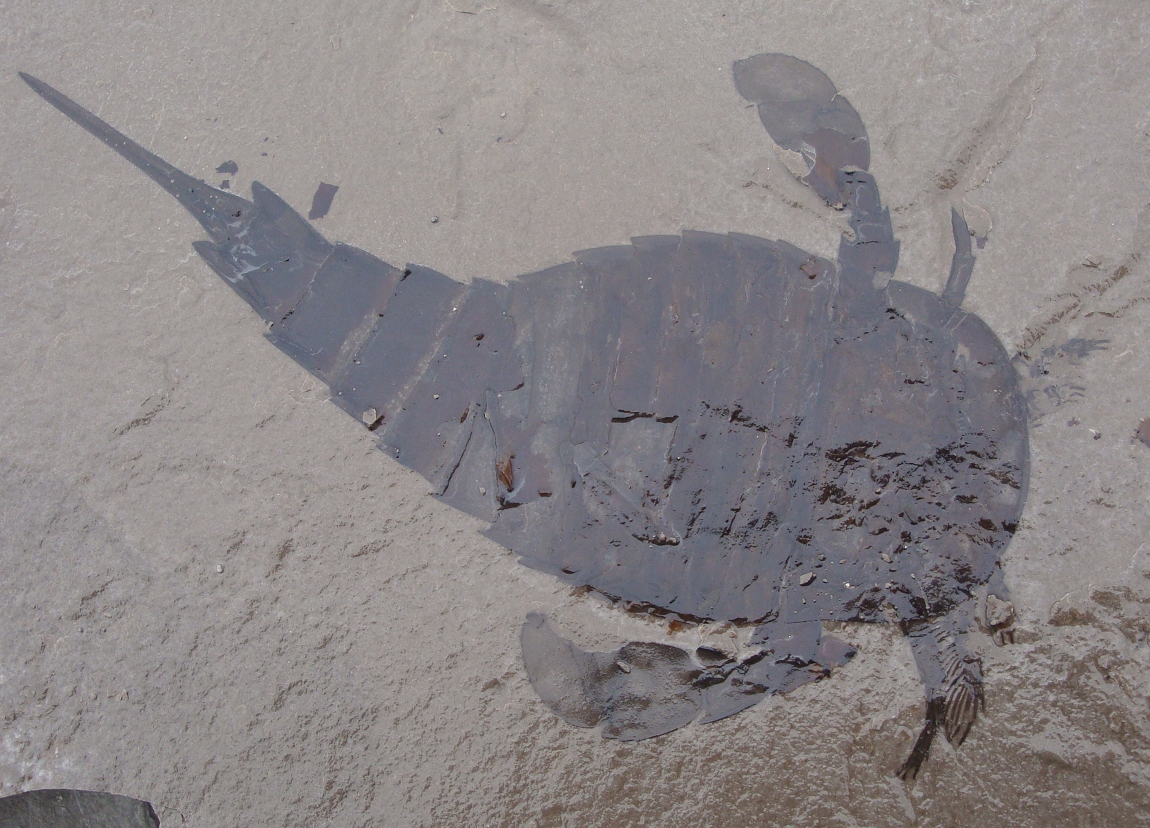 An Unseasonably Cold ,wet Miserable Day - Fossil Hunting Trips - The ...