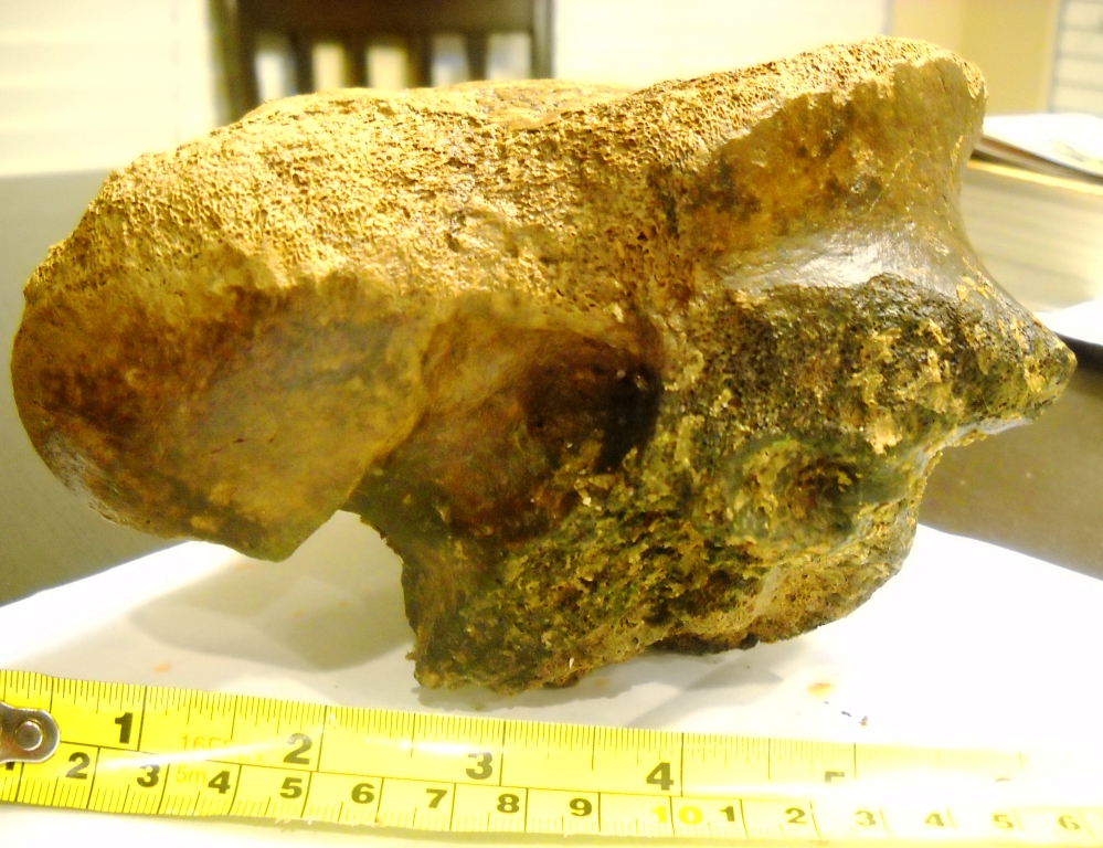Distal Femur? - Fossil ID - The Fossil Forum