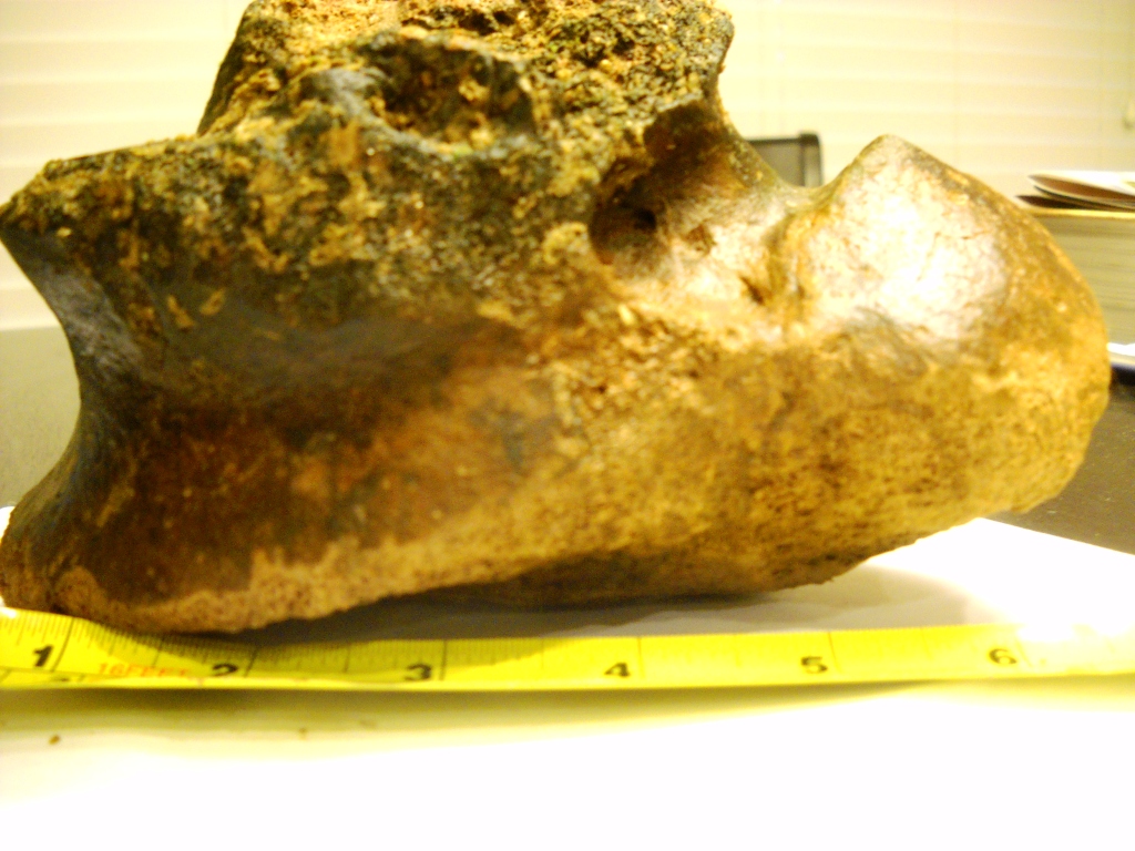 Distal Femur? - Fossil ID - The Fossil Forum