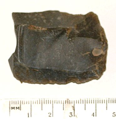 Skalka Pistol ? - Fossil ID - The Fossil Forum