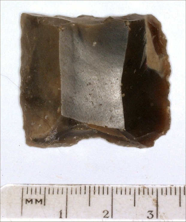 Skalka Pistol ? - Fossil ID - The Fossil Forum