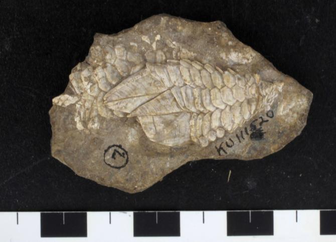 Cretaceous Cirripedes From Kansas - Member Collections - The Fossil Forum