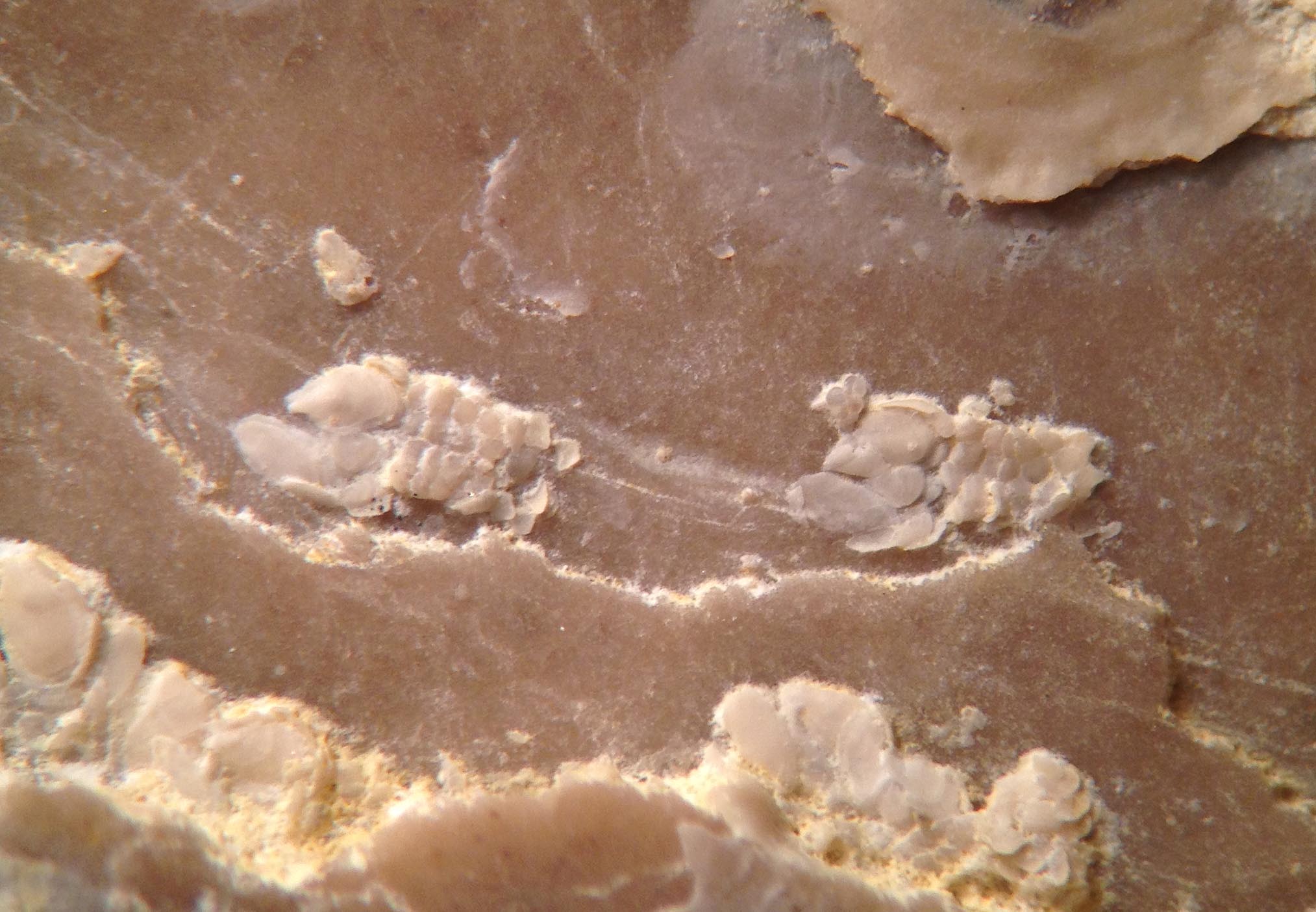 Cretaceous Cirripedes From Kansas - Member Collections - The Fossil Forum