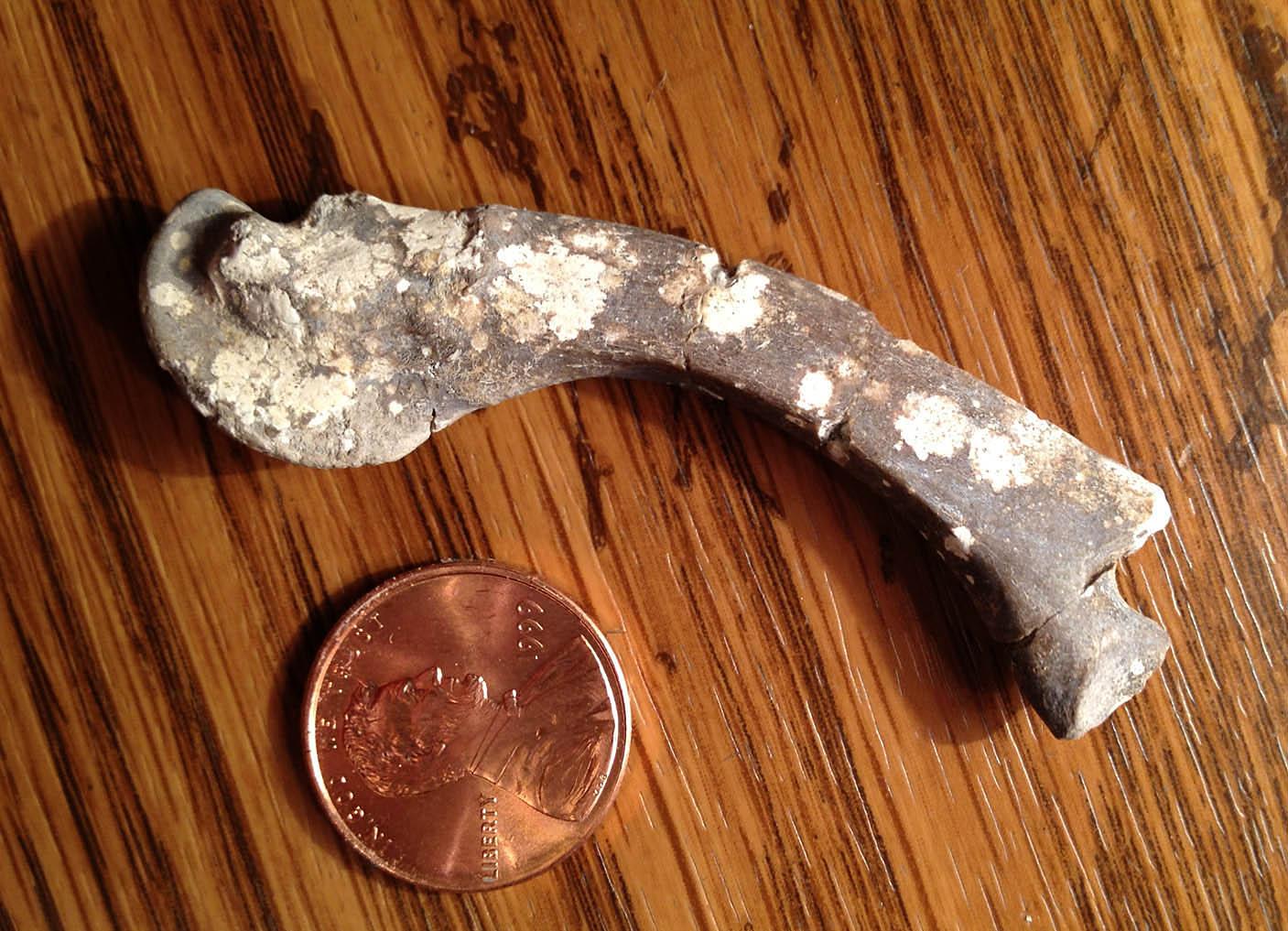 Pennsylvanian Fish Bone - Fossil ID - The Fossil Forum