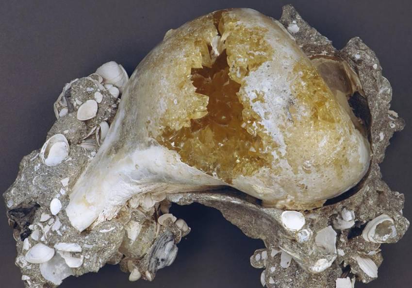 Is This Effect Calcification? - Questions & Answers - The Fossil Forum