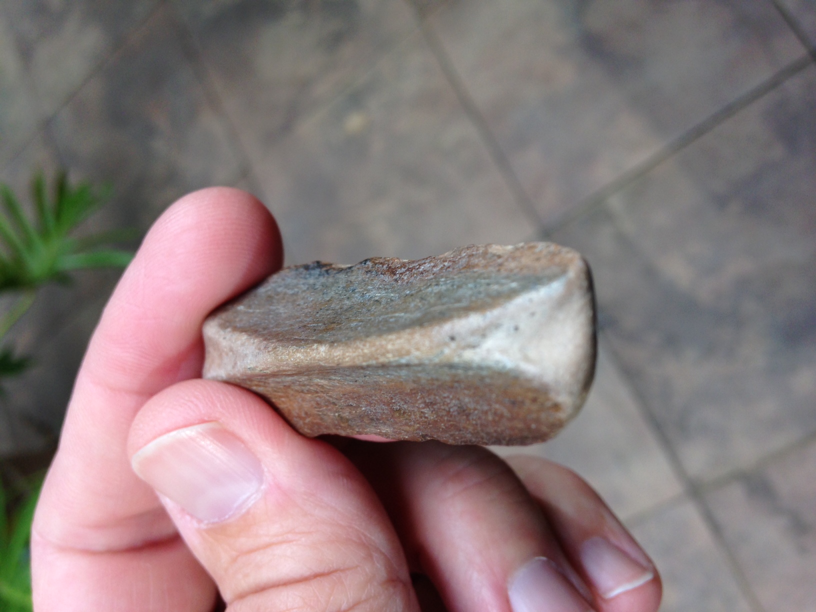 Turtle Shell Segment? - Fossil ID - The Fossil Forum