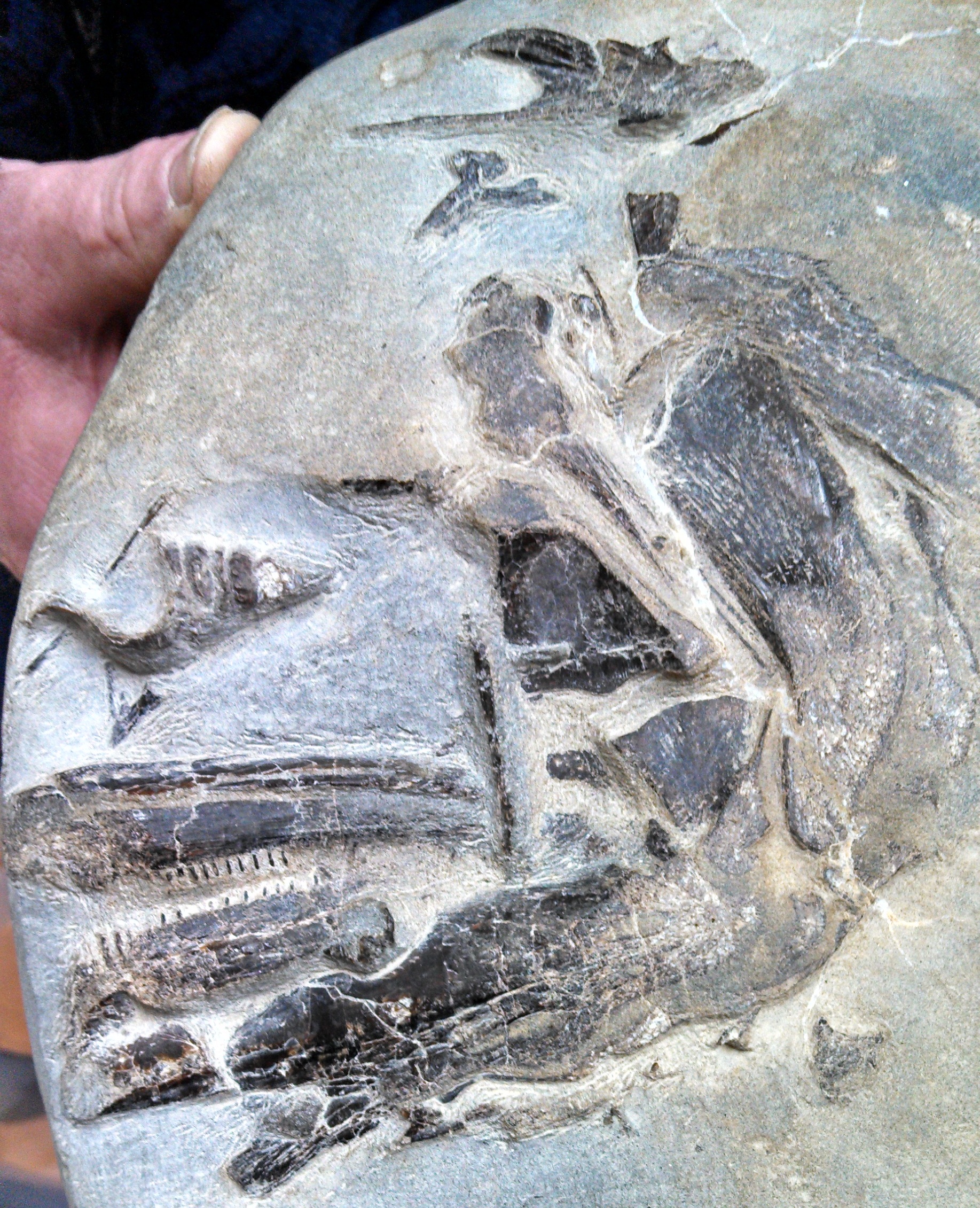 What Is Saturdays Fossil? - Fossil ID - The Fossil Forum
