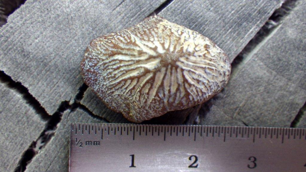 Shell-Crushing Shark Tooth? - Fossil ID - The Fossil Forum